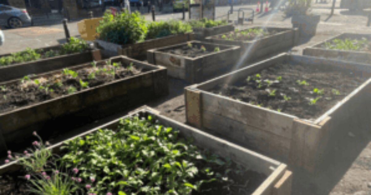 Plant Grow Share | Glasgow Community Food Network (en-GB)